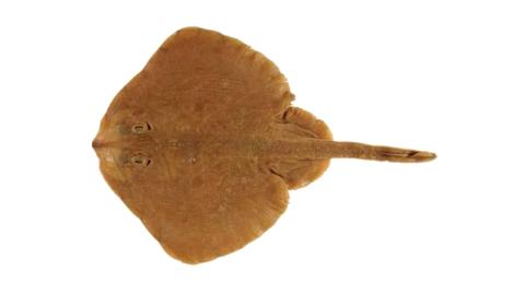 Fishing for Pygmy thornback skate → Explore Catches, Top Baits & More!