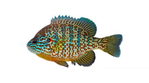 Fishing for Bluegill + Redear Sunfish (Hybrid) → Explore Catches, Top ...