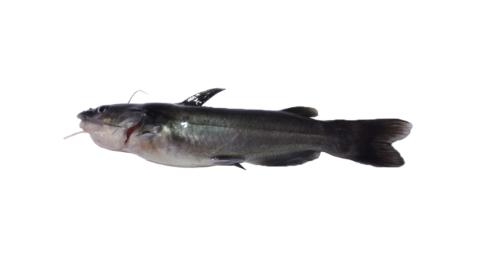 Fishing for Lerma catfish → Explore Catches, Top Baits & More!