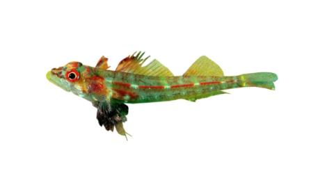 Fishing for Red-finned triplefin → Explore Catches, Top Baits & More!