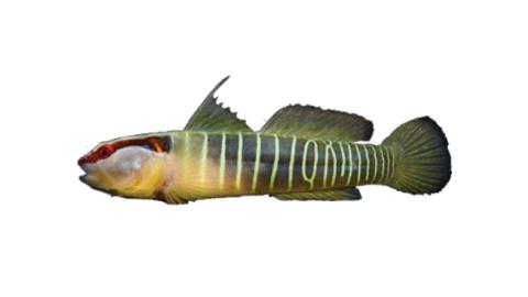 Fishing for Greenbanded goby: Fish Species – FishAngler.com