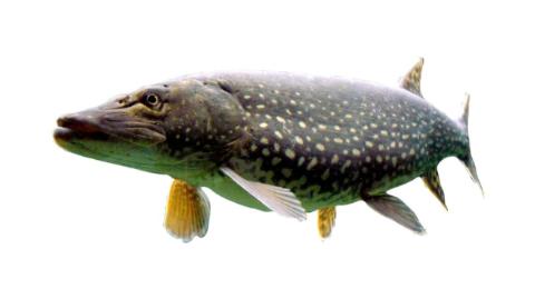 Fishing for Northern pike → Explore Catches, Top Baits & More!
