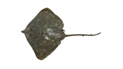 Fishing for Yellow-spotted skate: Fish Species – FishAngler.com