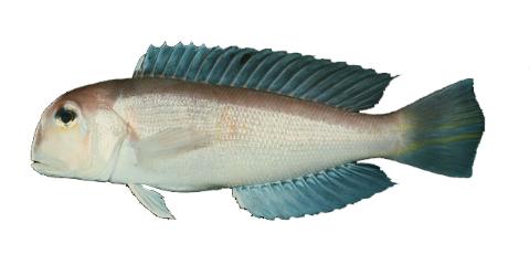 Fishing for Horsehead tilefish: Fish Species – FishAngler.com