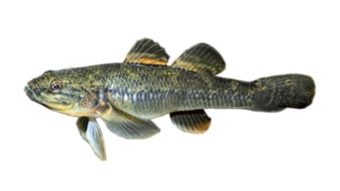 Fishing for Cox's gudgeon: Fish Species – FishAngler.com