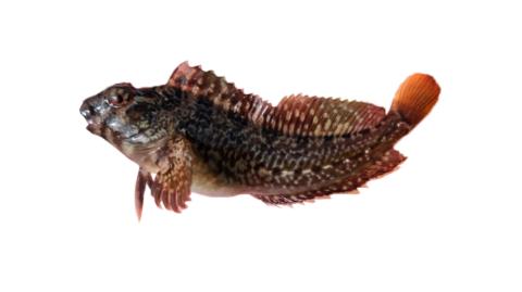 Fishing for Rockpool blenny: Fish Species – FishAngler.com