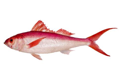 Fishing for Deepwater longtail red snapper → Explore Catches, Top Baits ...