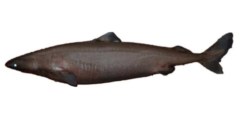 Fishing for Frog shark → Explore Catches, Top Baits & More!