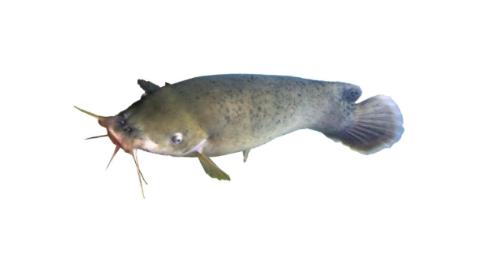 Fishing for Smallmouth electric catfish: Fish Species – FishAngler.com
