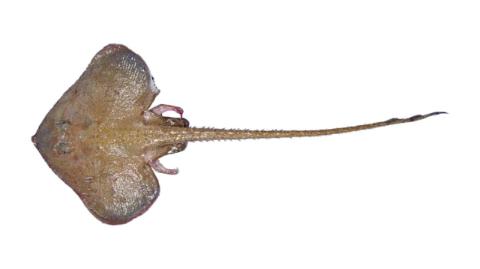 Fishing for Plain pygmy skate → Explore Catches, Top Baits & More!