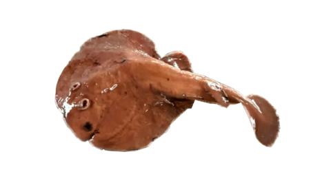 Fishing for Japanese sleeper ray → Explore Catches, Top Baits & More!