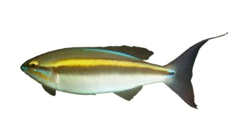 Fishing for Northwest Australian whiptail → Explore Catches, Top Baits ...