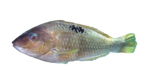 Fishing for Spotty → Explore Catches, Top Baits & More!