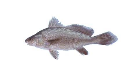 Fishing for Squint-eyed croaker → Explore Catches, Top Baits & More!