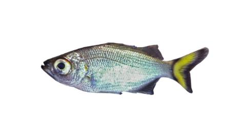 Fishing for Silver flagtail: Fish Species – FishAngler.com