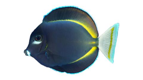 Fishing for Whitecheek surgeonfish: Fish Species – FishAngler.com