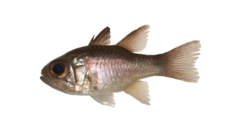 Fishing for Bigeye cardinalfish: Fish Species – FishAngler.com