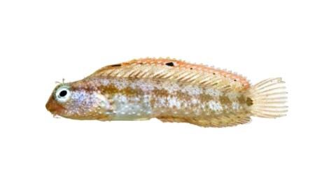 Fishing for Xestus sabretooth blenny: Fish Species – FishAngler.com
