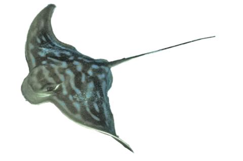 Fishing for Australian bull ray → Explore Catches, Top Baits & More!