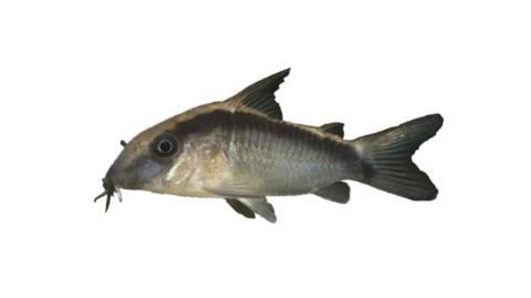 Fishing for Skunk corydoras: Fish Species – FishAngler.com