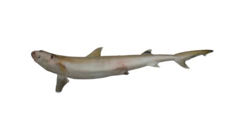 Fishing for Sicklefin weasel shark → Explore Catches, Top Baits & More!