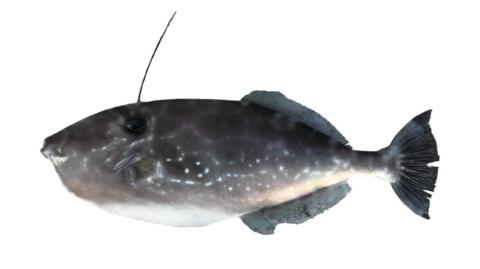 Fishing for Dotterel filefish: Fish Species – FishAngler.com