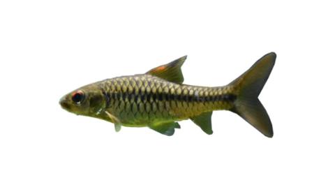 Fishing for Clipper barb → Explore Catches, Top Baits & More!