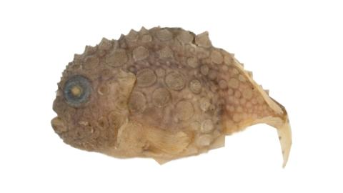 Fishing for Atlantic spiny lumpsucker → Explore Catches, Top Baits & More!