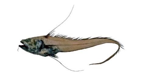 Fishing for Filamentous rattail → Explore Catches, Top Baits & More!