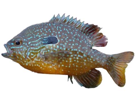 Fishing for Longear sunfish → Explore Catches, Top Baits & More!