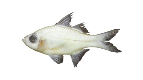 Fishing for Elongate glassfish → Explore Catches, Top Baits & More!