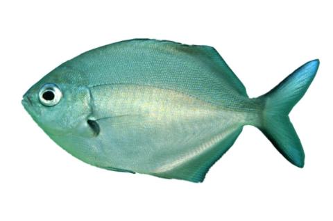 Fishing for Silver sweep → Explore Catches, Top Baits & More!