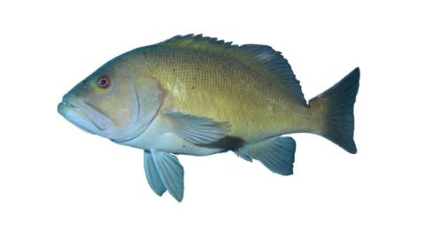 Fishing for Breaksea cod: Fish Species – FishAngler.com