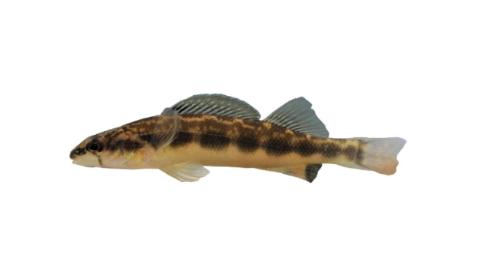Fishing for Stripeback darter: Fish Species – FishAngler.com