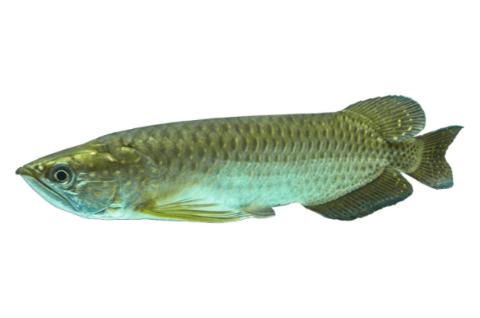 Fishing for Southern saratoga → Explore Catches, Top Baits & More!