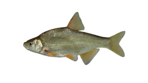 Fishing for Tigris bream → Explore Catches, Top Baits & More!