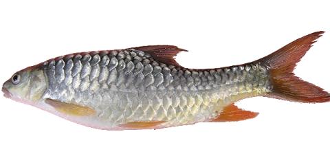 Fishing for Tor barb: Fish Species – FishAngler.com