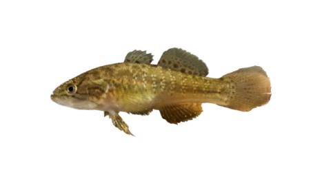 Fishing for Desert mogurnda: Fish Species – FishAngler.com