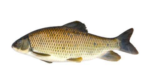 Fishing for Copper redhorse: Fish Species – FishAngler.com