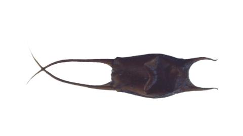 Fishing for Smooth deep-sea skate → Explore Catches, Top Baits & More!