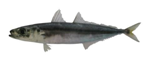 Fishing for Shortfin scad → Explore Catches, Top Baits & More!