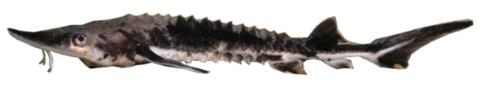 Fishing for Lake sturgeon: Fish Species – FishAngler.com