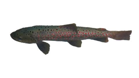 Fishing for Ohrid trout → Explore Catches, Top Baits & More!