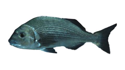 Fishing for Musselcracker seabream → Explore Catches, Top Baits & More!