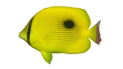 Fishing for Zanzibar butterflyfish → Explore Catches, Top Baits & More!