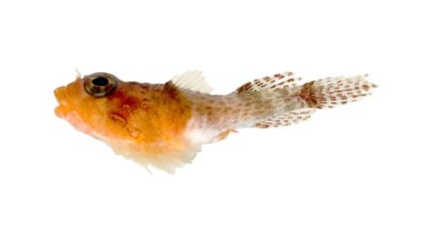 Fishing for Papillate clingfish → Explore Catches, Top Baits & More!