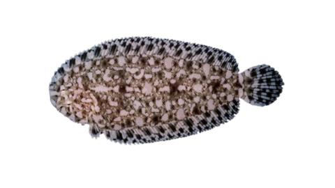 Fishing for South Pacific sole: Fish Species – FishAngler.com