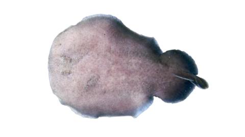 Fishing for Coffin ray: Fish Species – FishAngler.com