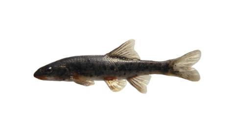 Fishing for Leopard dace → Explore Catches, Top Baits & More!