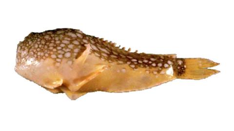 Fishing for Four-armed frogfish: Fish Species – FishAngler.com